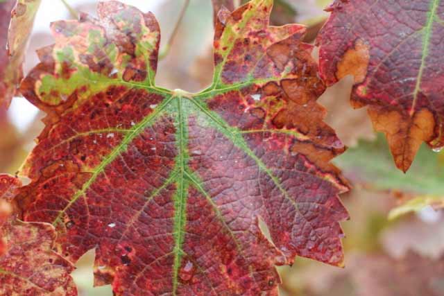 Gallery - Brochelle Vineyards