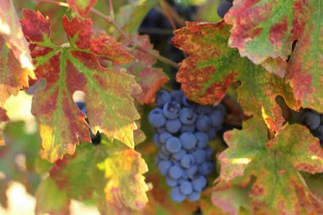 Gallery - Brochelle Vineyards