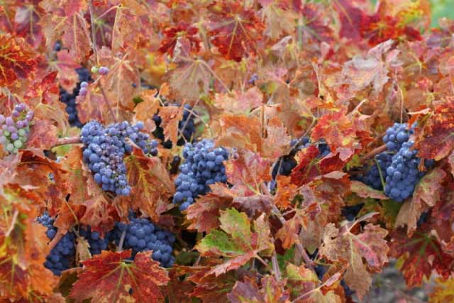 Gallery - Brochelle Vineyards