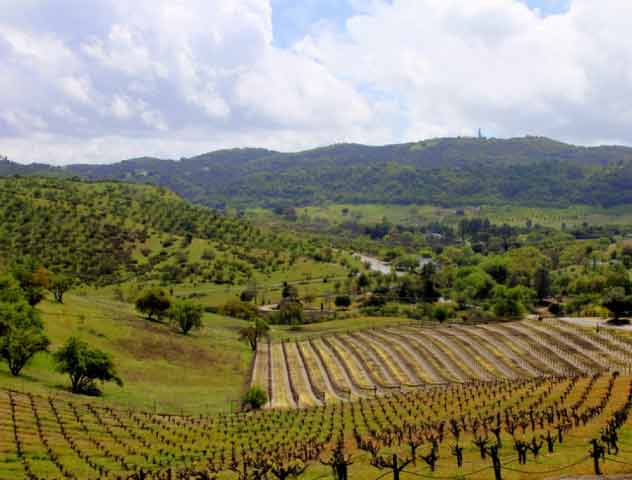 Gallery - Brochelle Vineyards